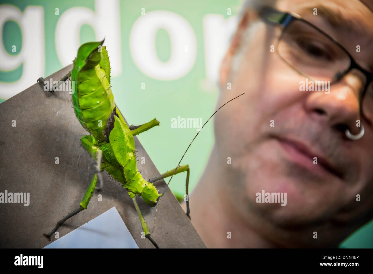 Keeper, Craig Walker, records a Jungle Nymph stick insect during ZSL ...