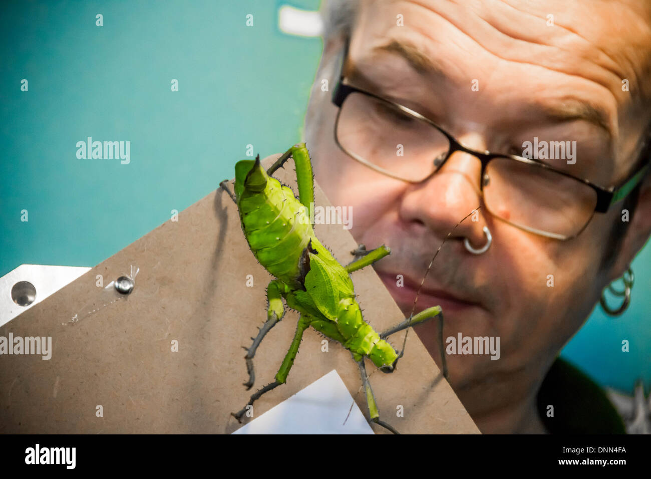 Keeper, Craig Walker, records a Jungle Nymph stick insect during ZSL ...