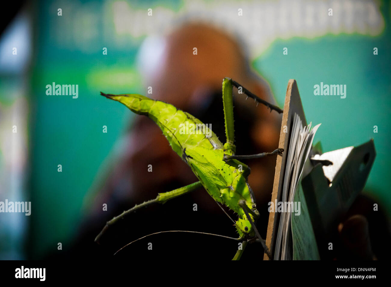 Keeper, Craig Walker, records a Jungle Nymph stick insect during ZSL ...