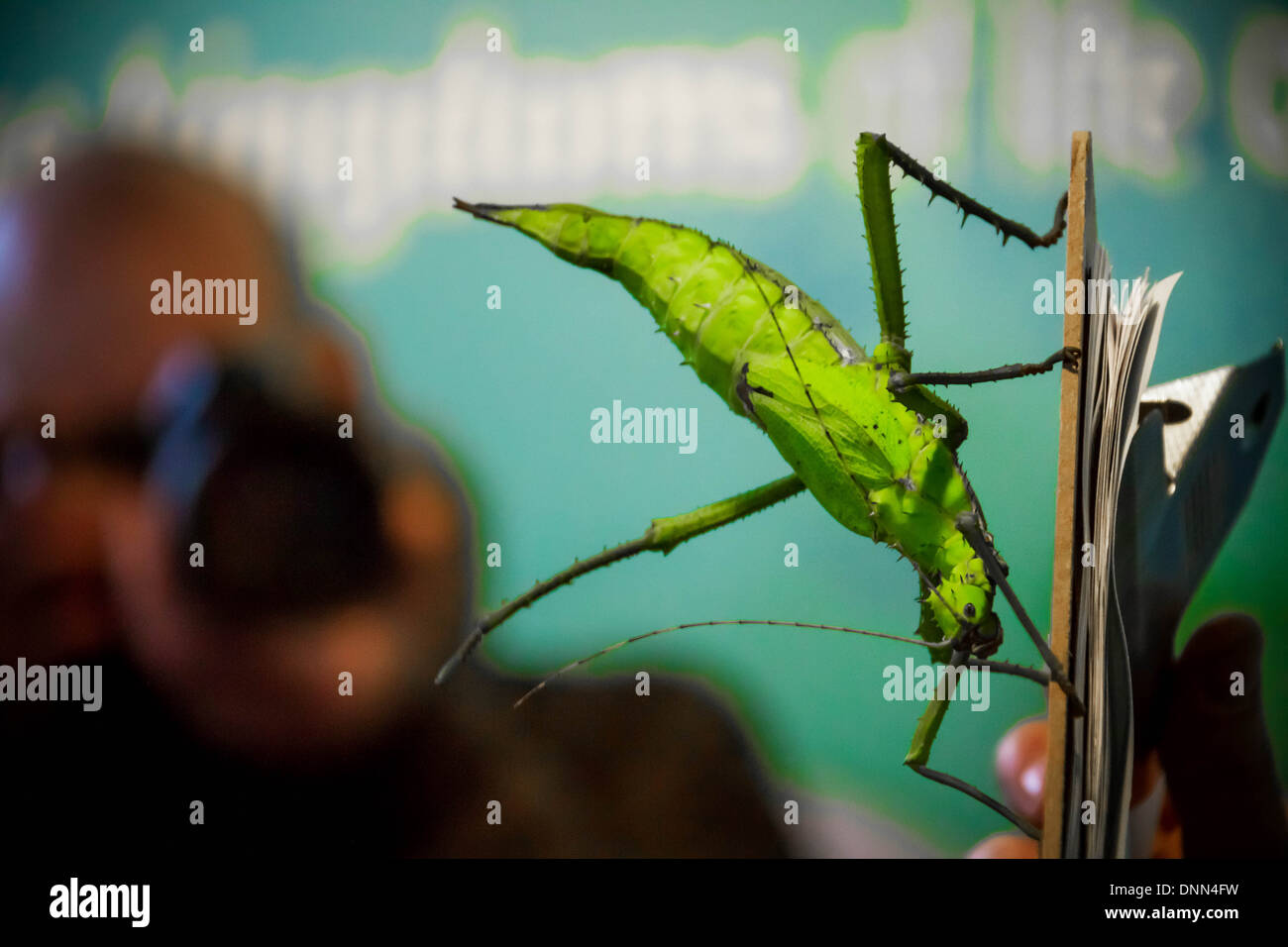 Keeper, Craig Walker, records a Jungle Nymph stick insect during ZSL ...