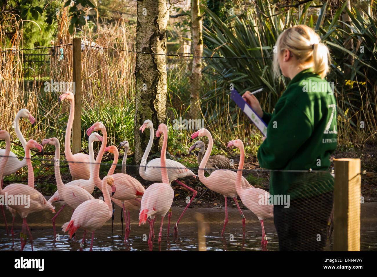 Flamingos are counted during Zoological Society of London (ZSL) London ...