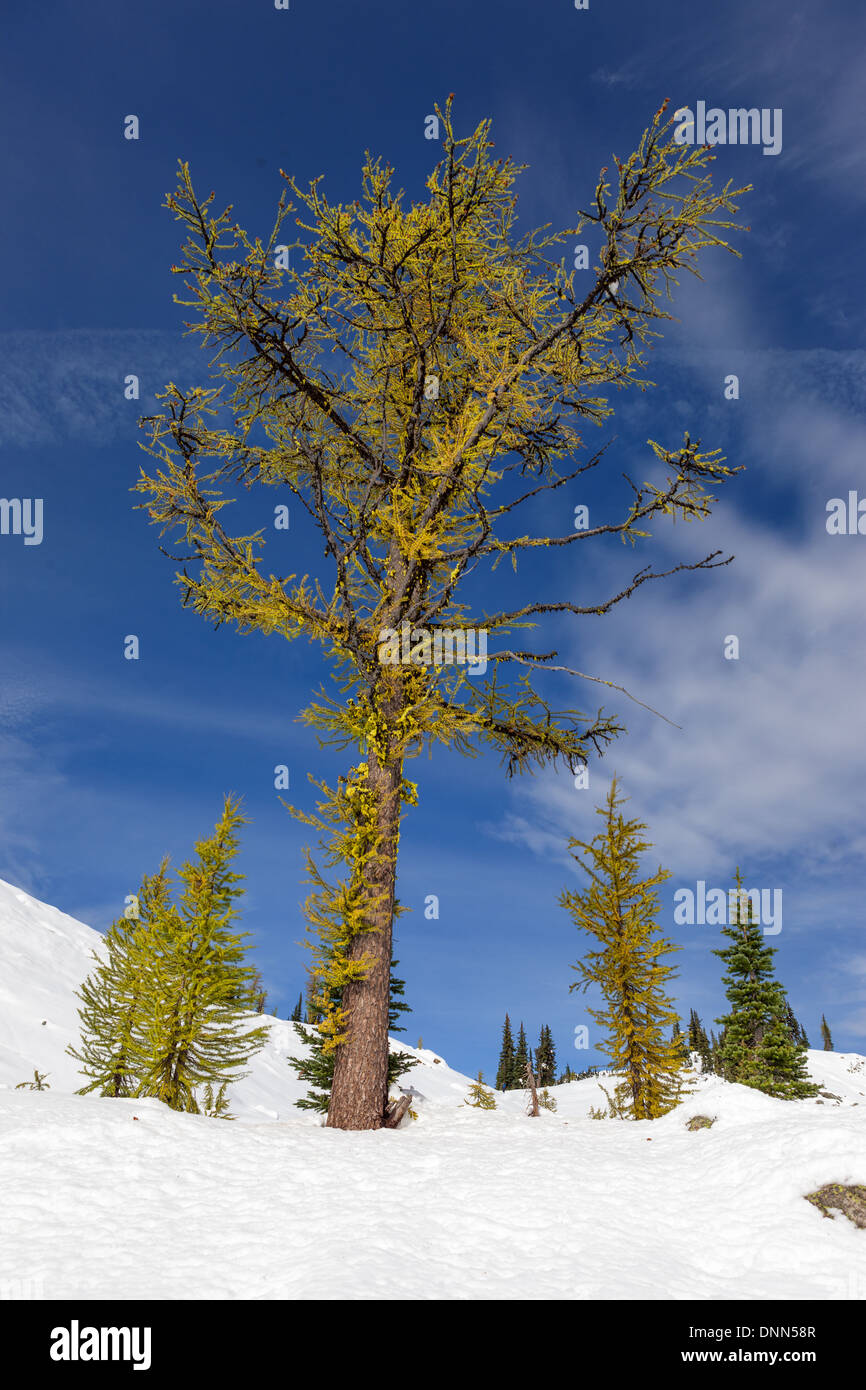 Golden Larch in North Cascades Stock Photo - Alamy