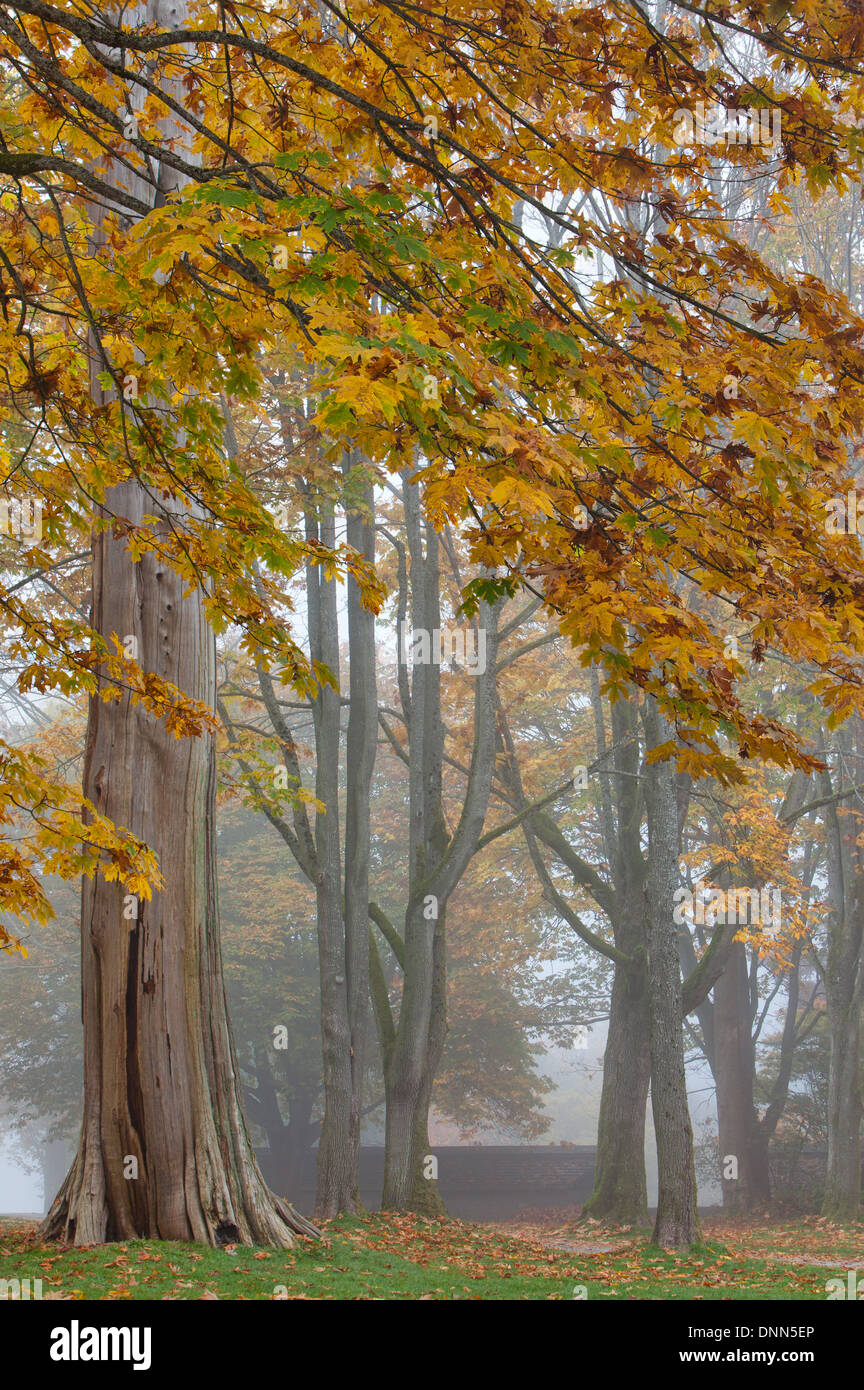 Vancouver Fall Colors Stock Photo - Alamy