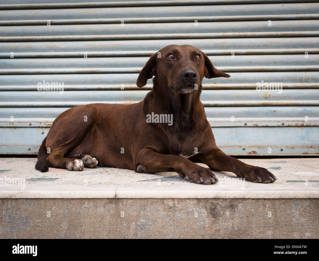 Happy alert hi-res stock photography and images - Alamy