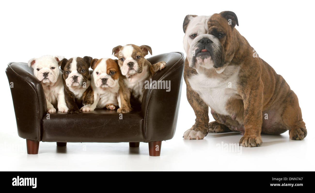 How Many Litters Can A English Bulldog Have A Year