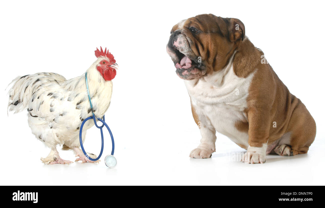veterinary care - chicken doctor taking care of an upset english ...