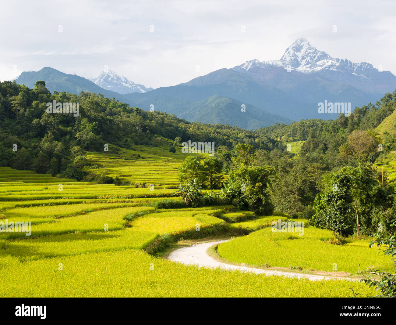 Rice Terraces Nepal High Resolution Stock Photography and Images - Alamy