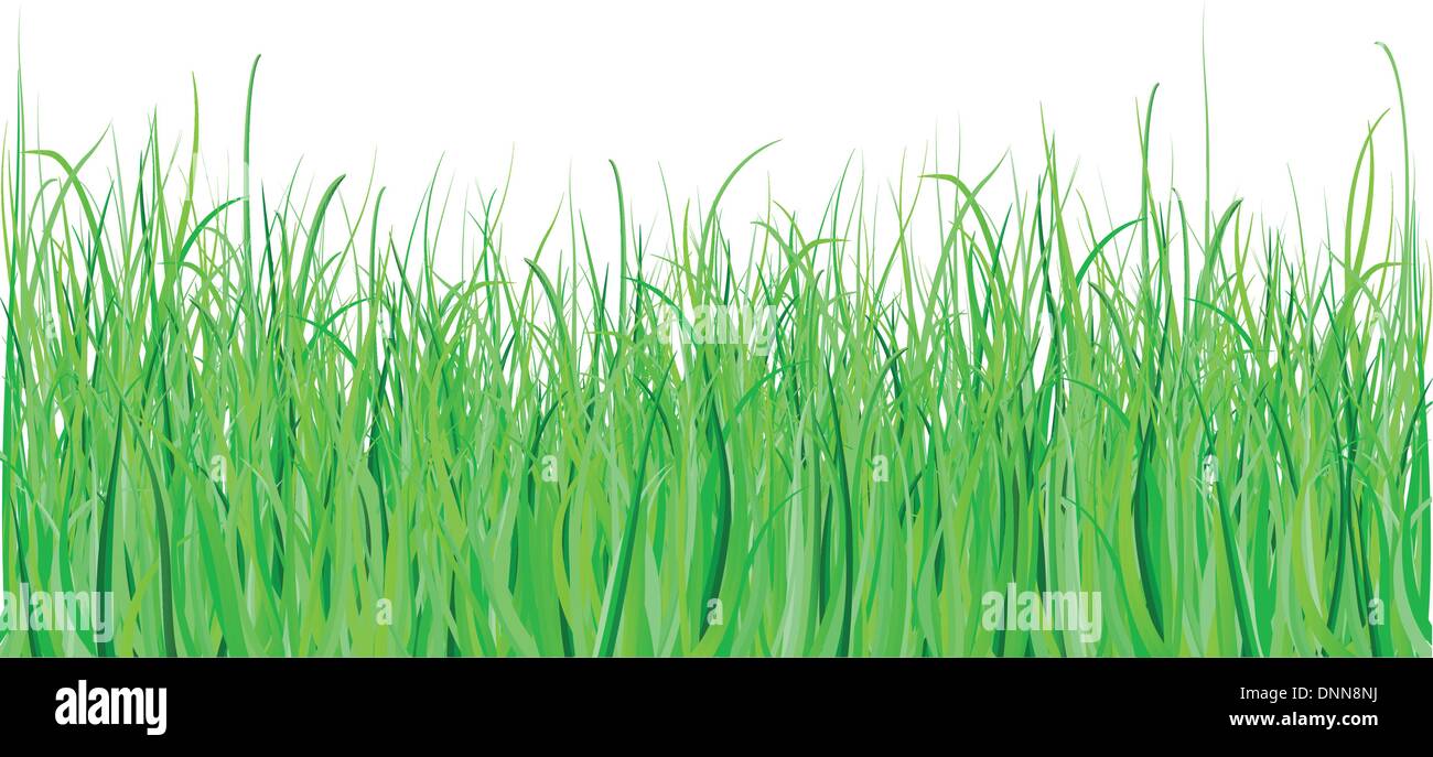 Detailed grass background Stock Vector Image & Art - Alamy