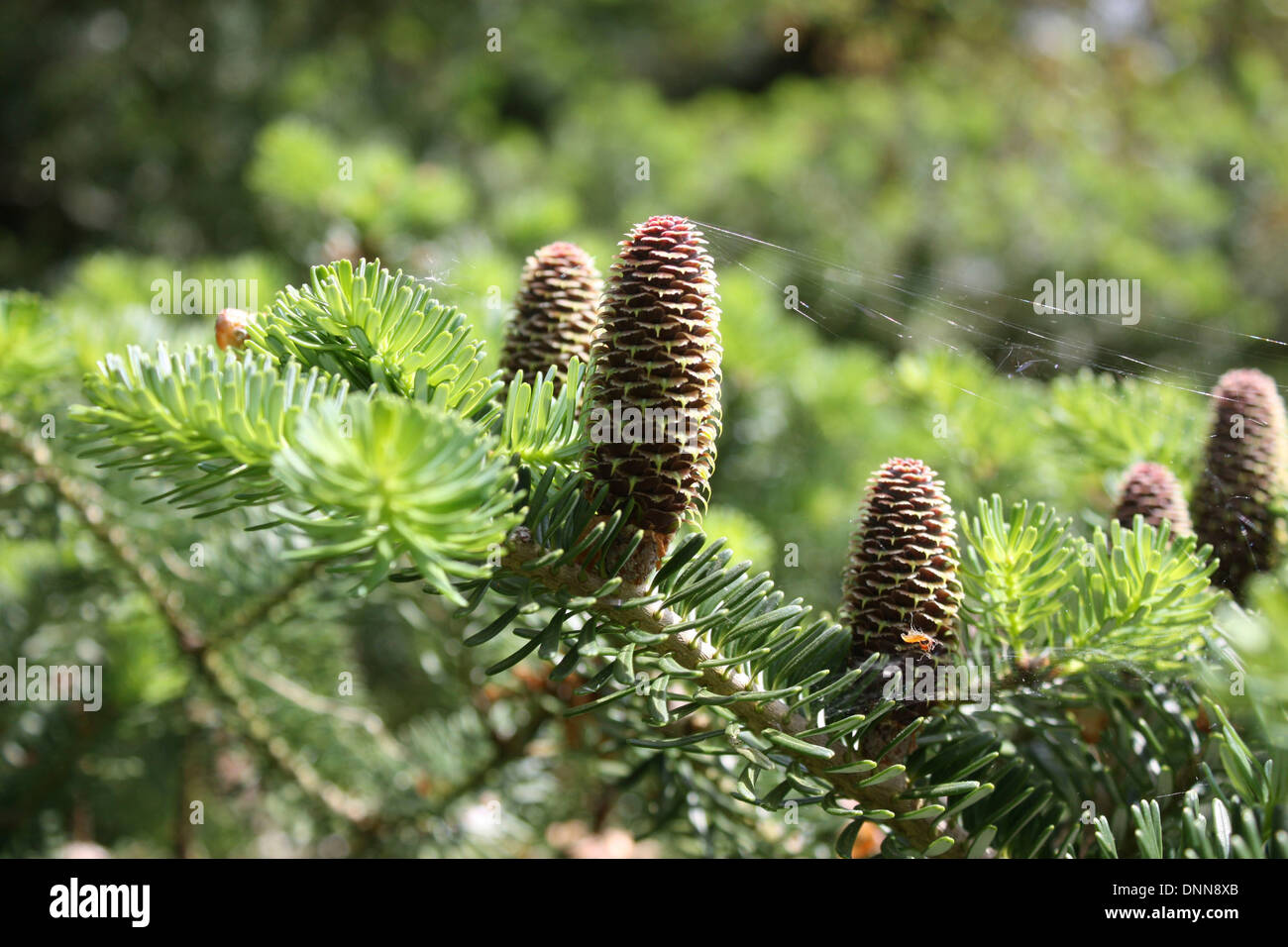 Small cones of a conifer tree hi-res stock photography and images - Alamy