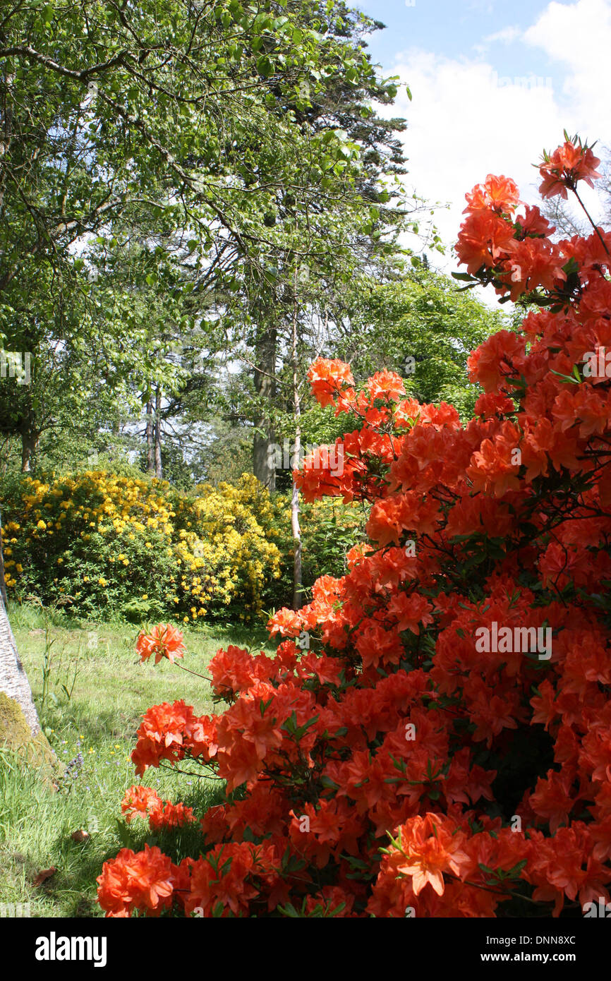 A beautiful orange Rhododendron bush Stock Photo - Alamy