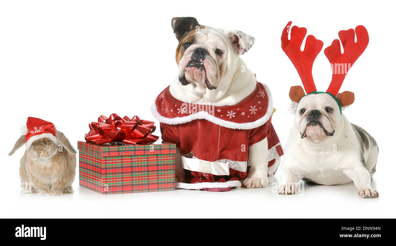christmas pets - three pets dressed up for christmas isolated on white ...