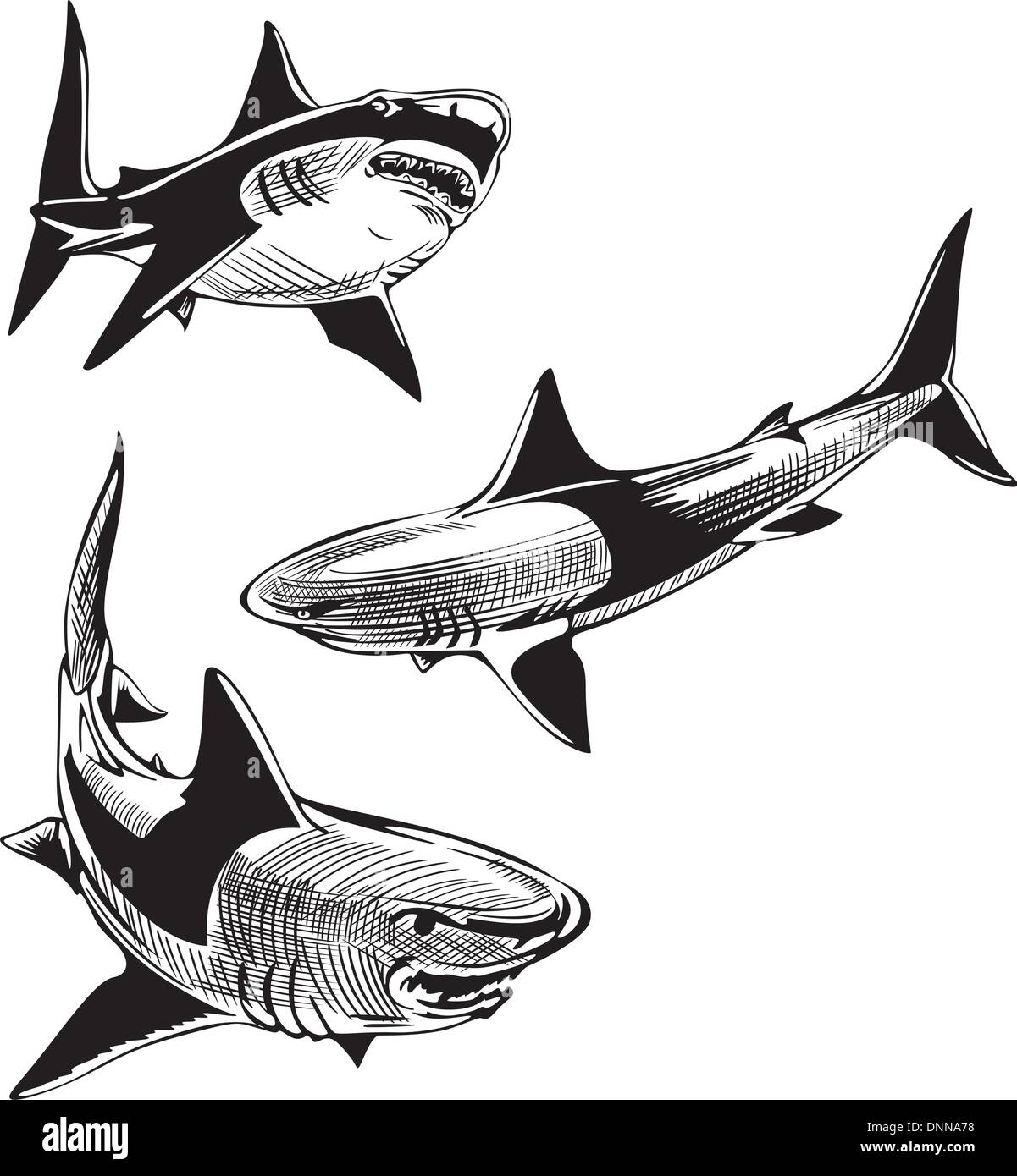 Three sharks. Set of black and white vector illustrations Stock Vector ...