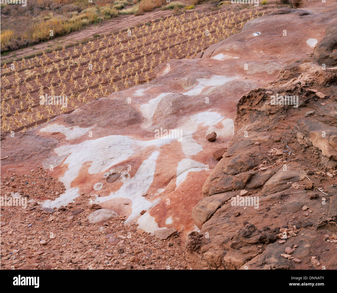 Hopi corn field hi-res stock photography and images - Alamy