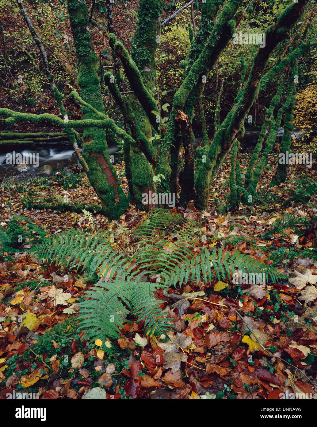 Lael forest garden hi-res stock photography and images - Alamy