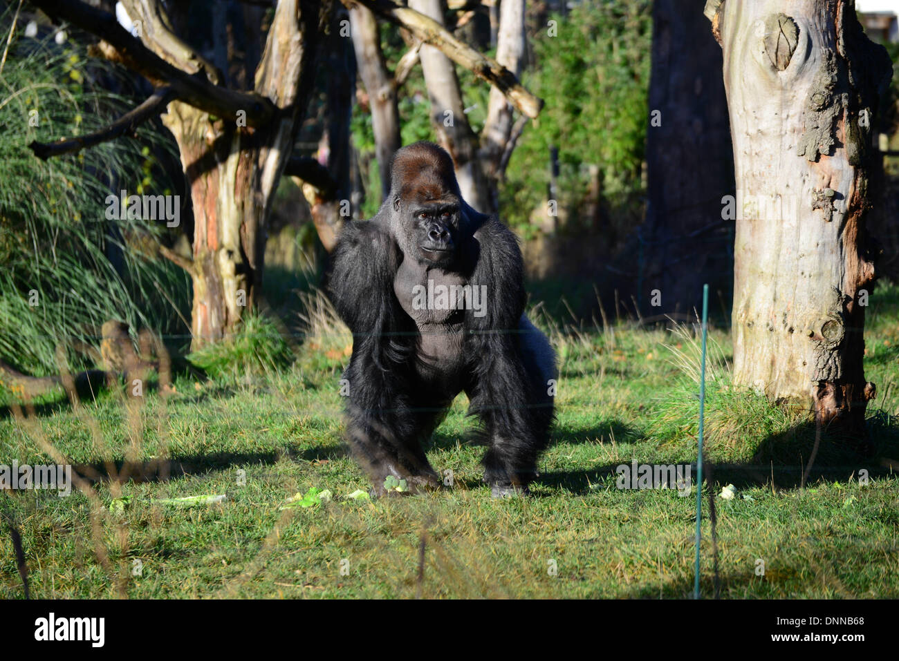 Regent's park zoo gorilla hi-res stock photography and images - Alamy