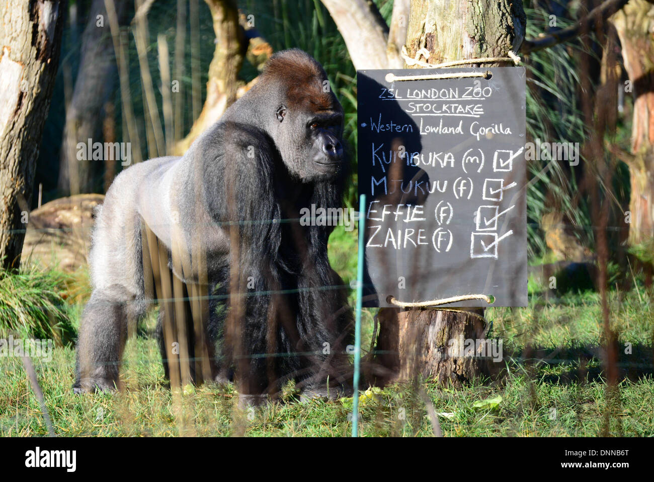 London, UK. 2nd January 2014. There 4 Lowland Gorilla, Male Silverback ...
