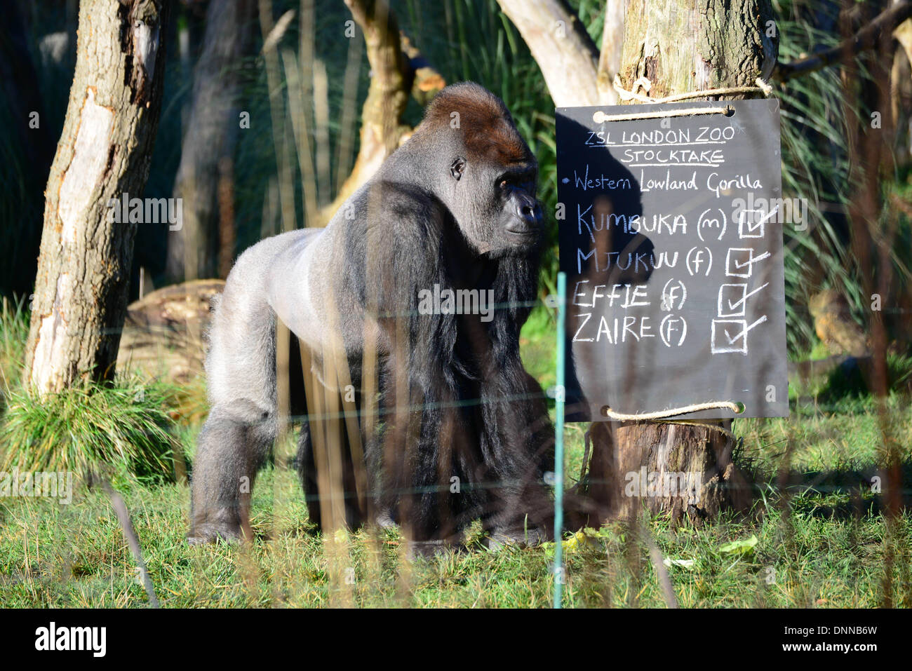 London, UK. 2nd January 2014. There 4 Lowland Gorilla, Male Silverback ...