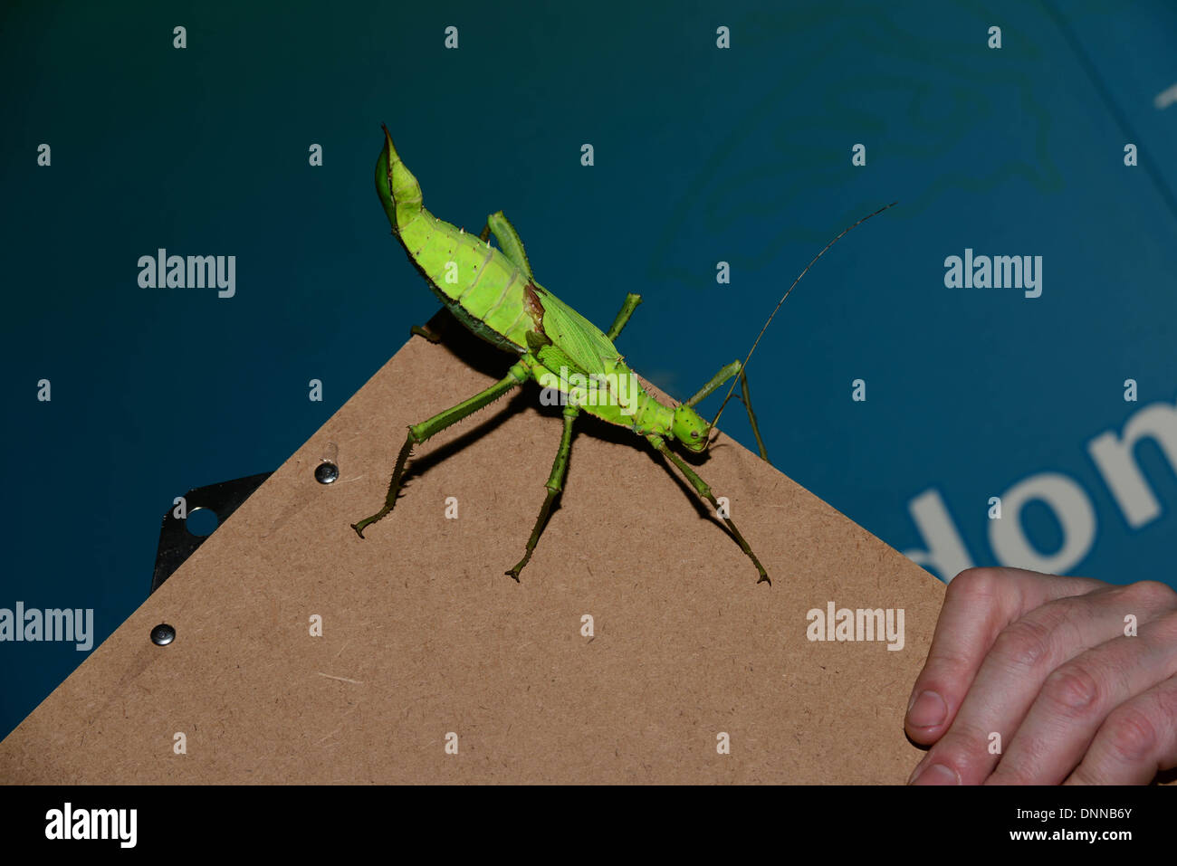 Jungle nymph stick insect hi-res stock photography and images - Alamy