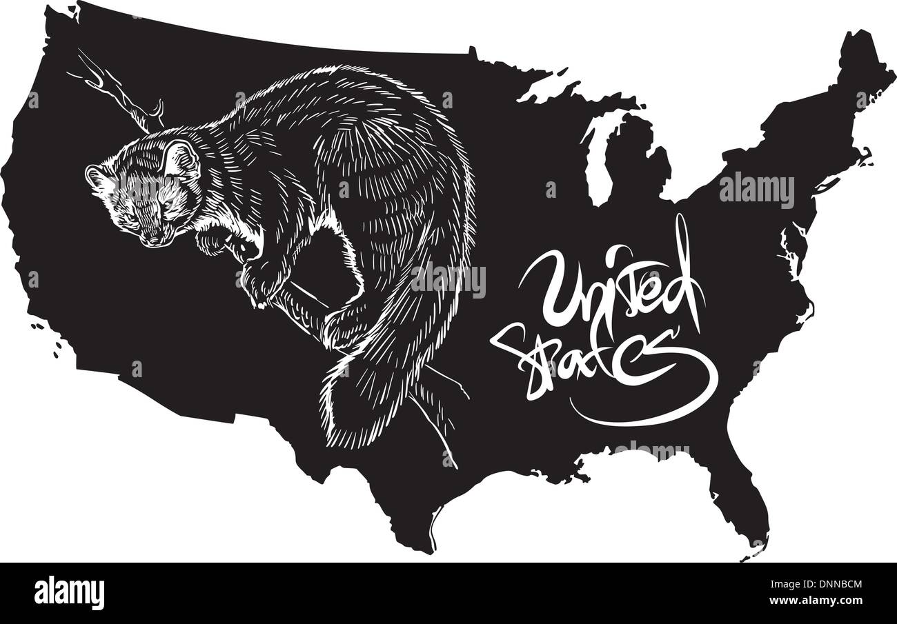 Marten and U.S. outline map. Black and white vector illustration Stock ...