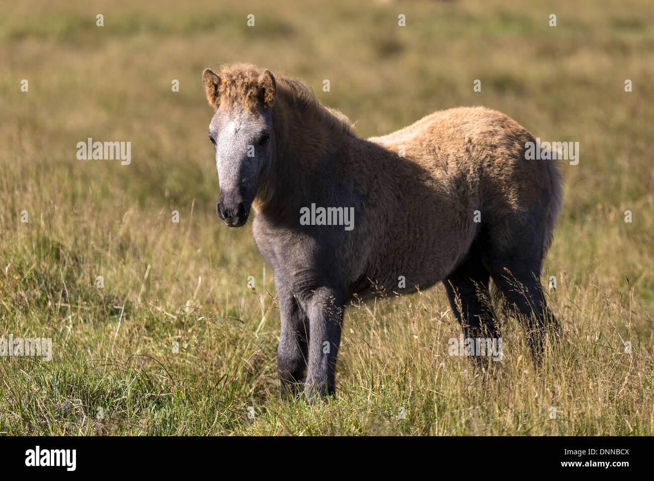 The Icelandic horse is a small breed of horse that has evolved in ...