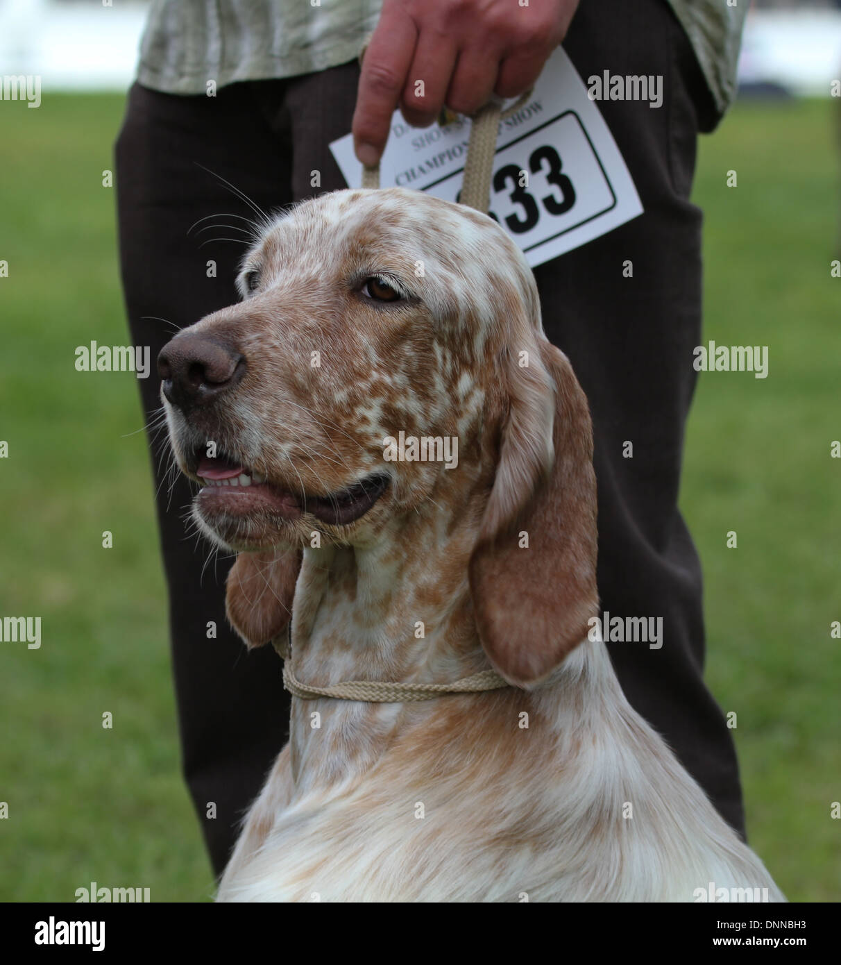 English Setter ,Orange Belton bitch puppy ,nine month old show dog ...