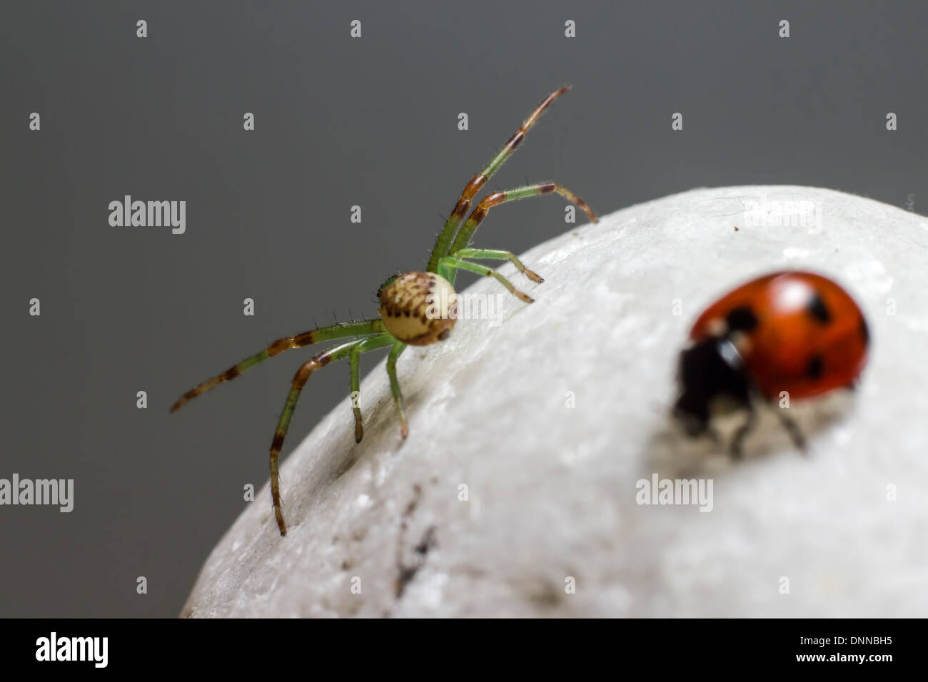 The Green Crab Spider (Diaea dorsata Stock Photo - Alamy