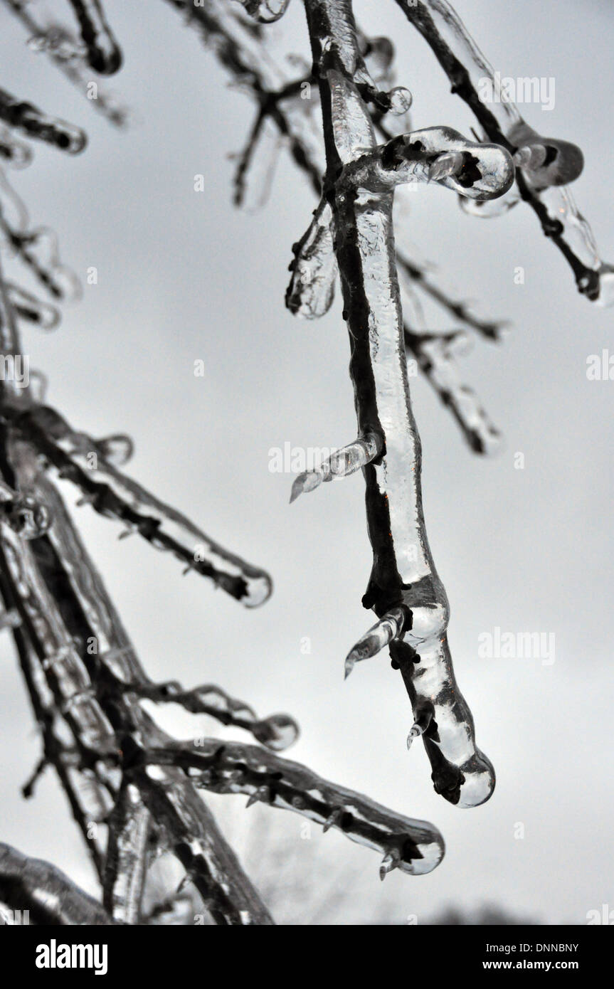 Branch covered in ice during Toronto ice storm Stock Photo - Alamy