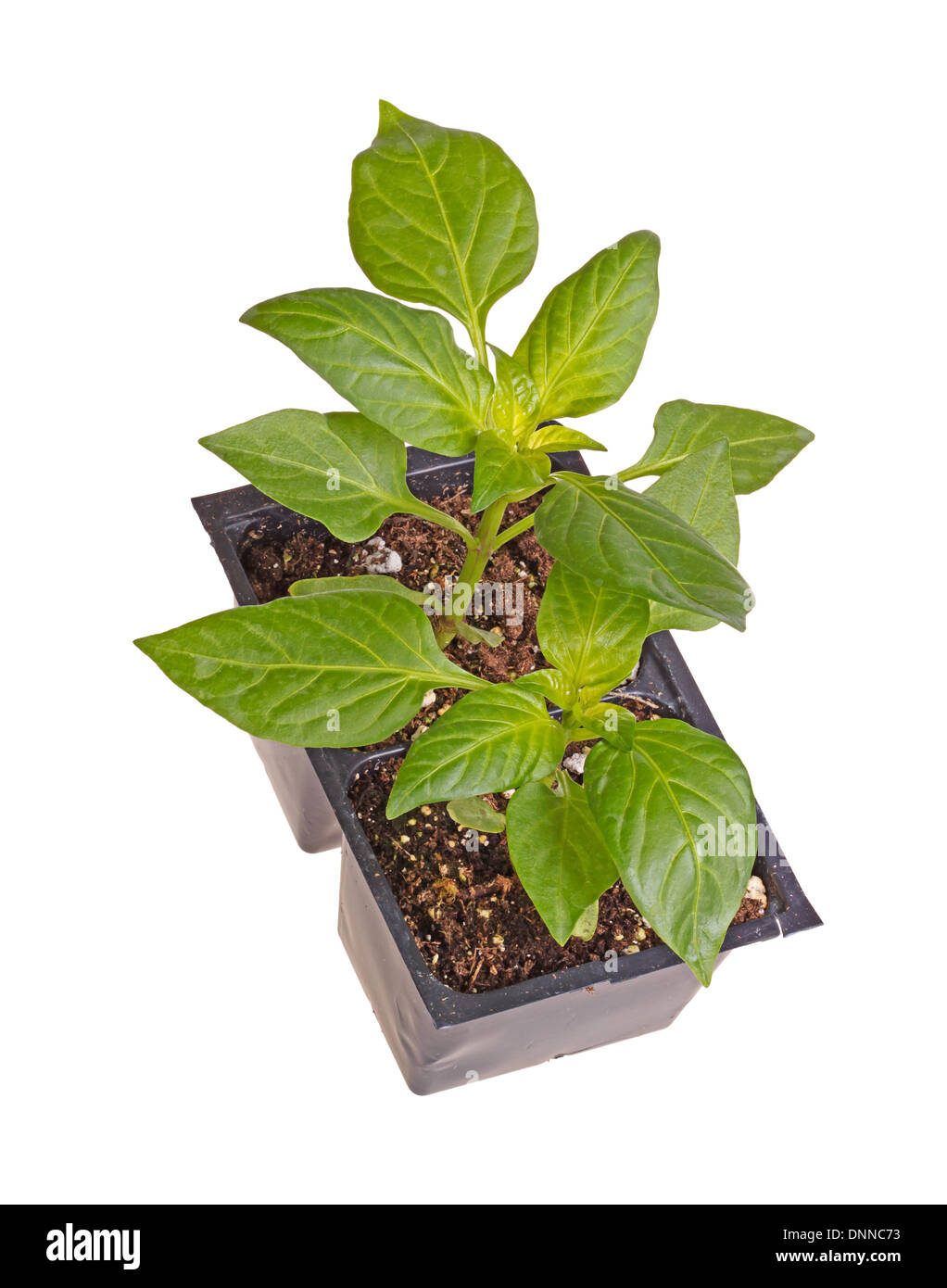 Capsicum seedlings Cut Out Stock Images & Pictures - Alamy