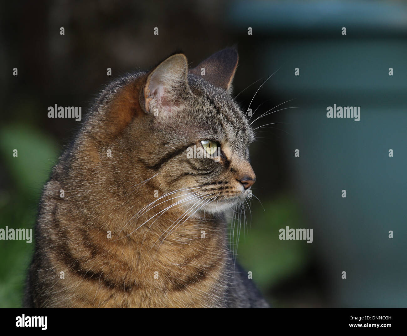 Classic Tabby Cat High Resolution Stock Photography and Images - Alamy