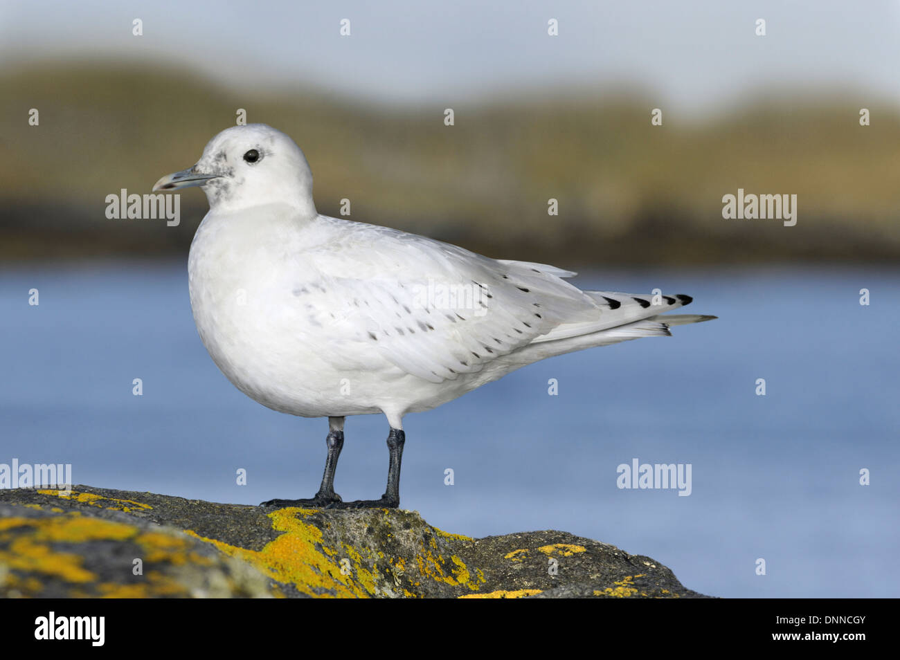 Ivory gull young hi-res stock photography and images - Alamy