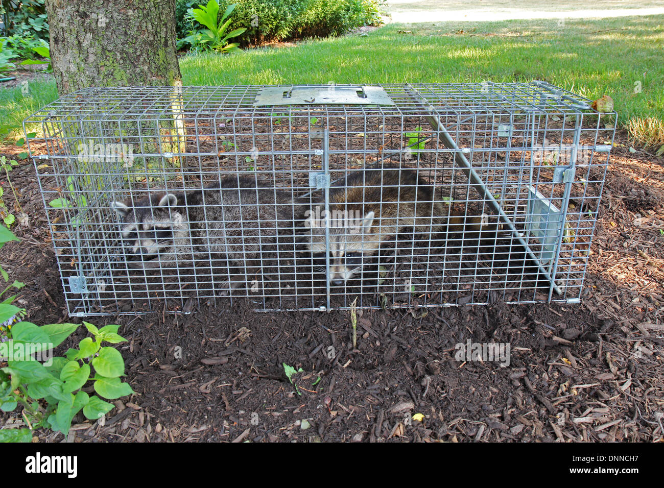 Two small American raccoons caught in a live trap in a homeowners back ...