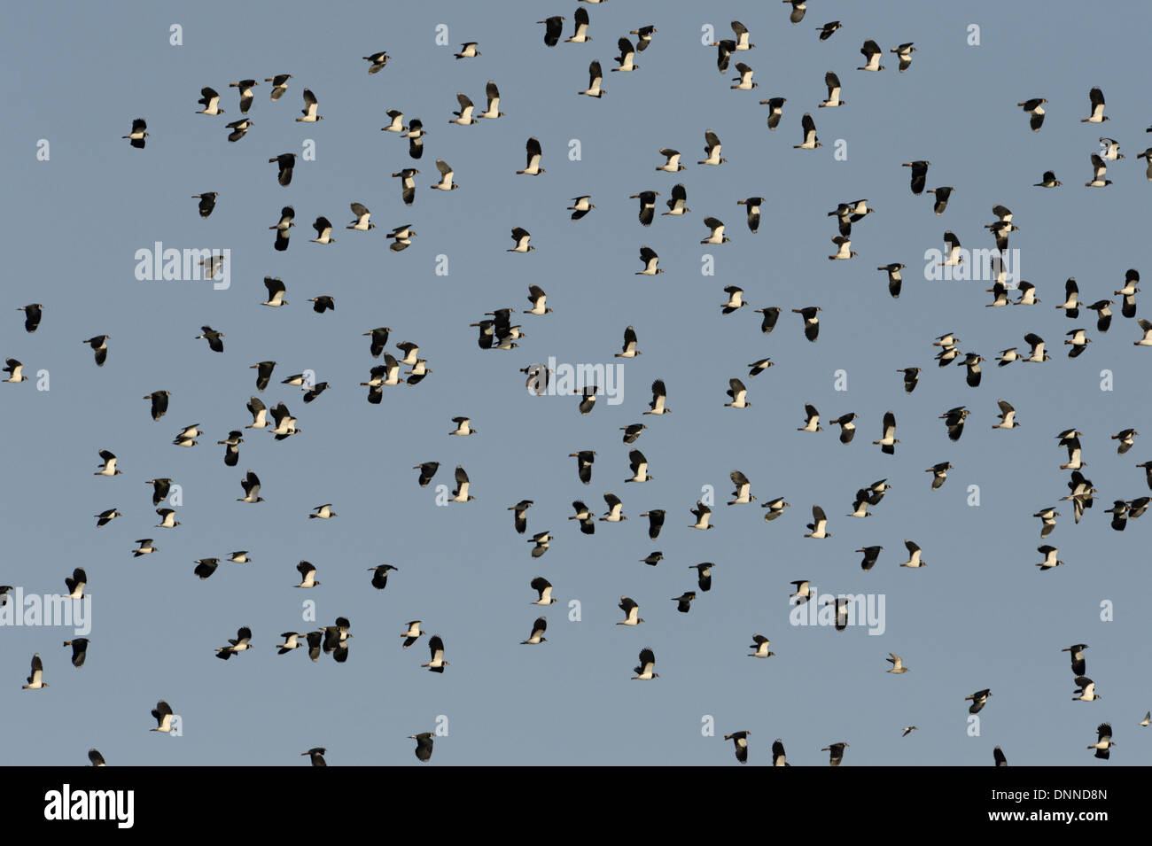 Flock lapwing in flight hi-res stock photography and images - Alamy