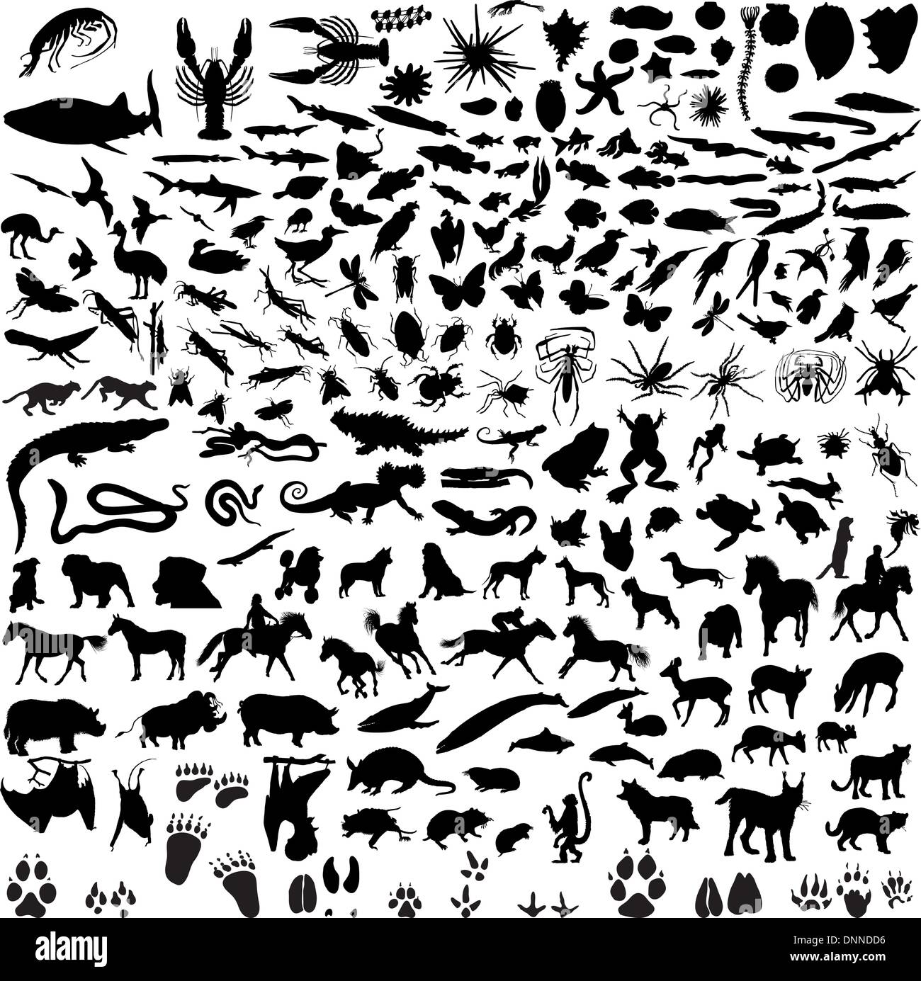 # 4 set of different animals, birds, insects and fishes vector ...
