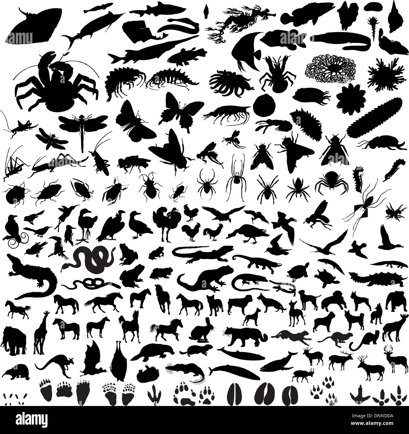# 5 set of different animals, birds, insects and fishes vector ...