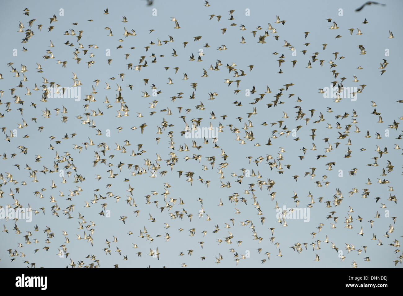 Golden plover in flight hi-res stock photography and images - Alamy