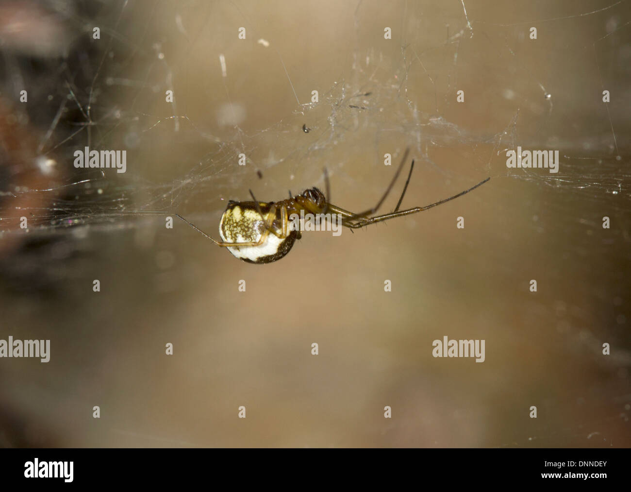 Neriene peltata hi-res stock photography and images - Alamy