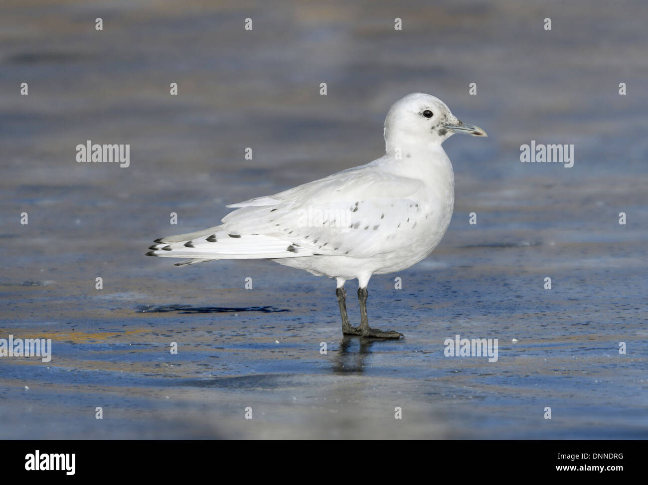 Ivory gull winter hi-res stock photography and images - Alamy
