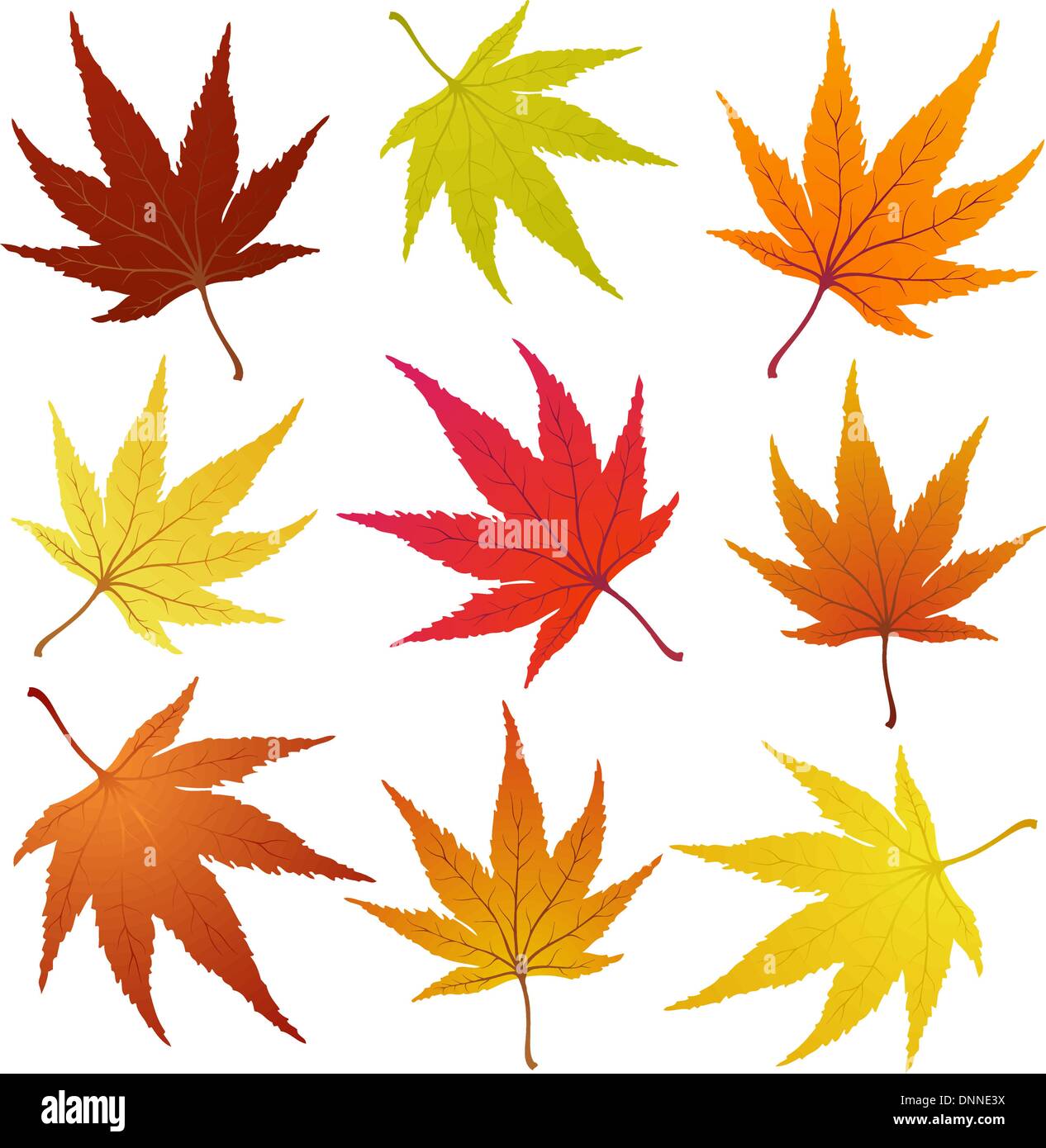 Set of of autumn maples leaves. Vector illustration Stock Vector Image ...