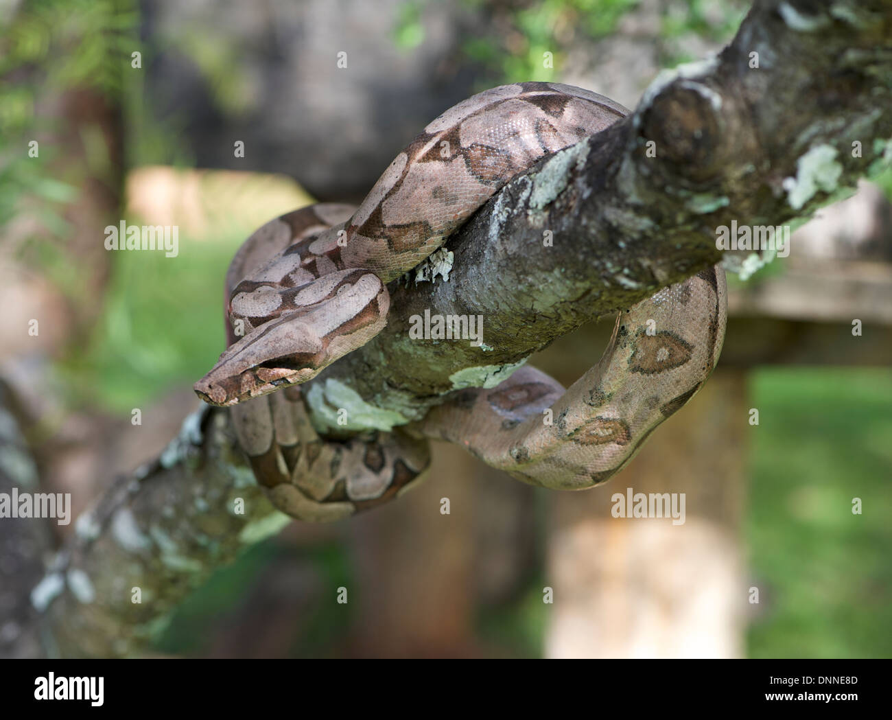 Red-tailed Boa (Boa constrictor) on tree branch, Jardim da Amazonia ...