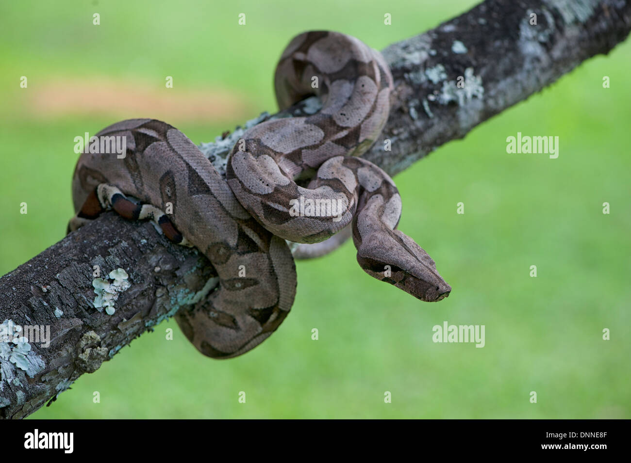 Red-tailed Boa (Boa constrictor) on tree branch, Jardim da Amazonia Lodge, Mato Grosso, Brazil ...