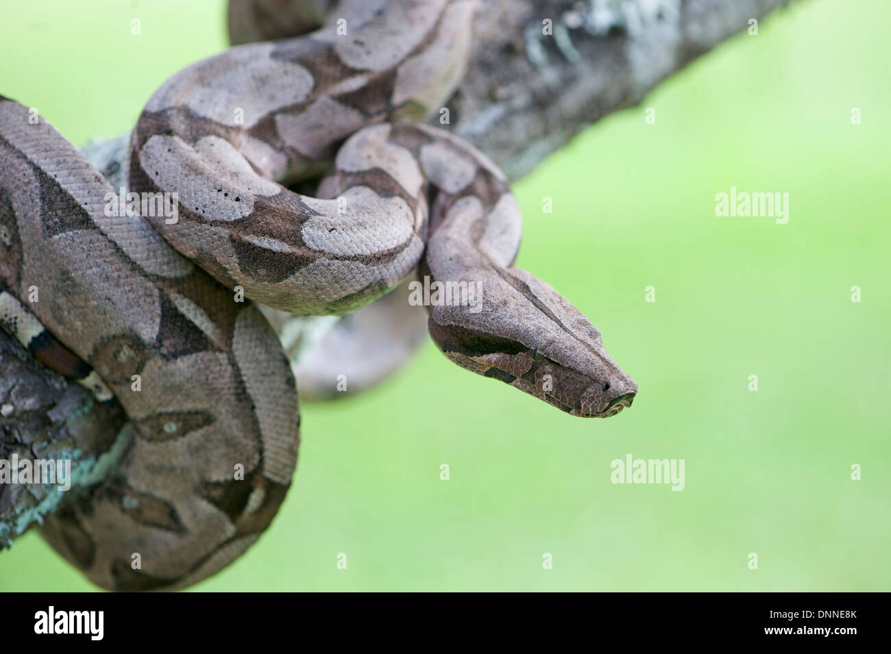 Red-tailed Boa (Boa constrictor) on tree branch, Jardim da Amazonia ...