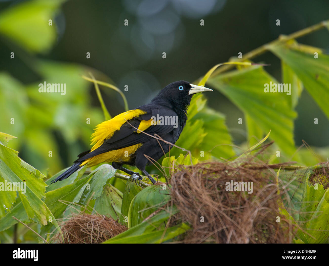Yellow rumped cacique hi-res stock photography and images - Alamy