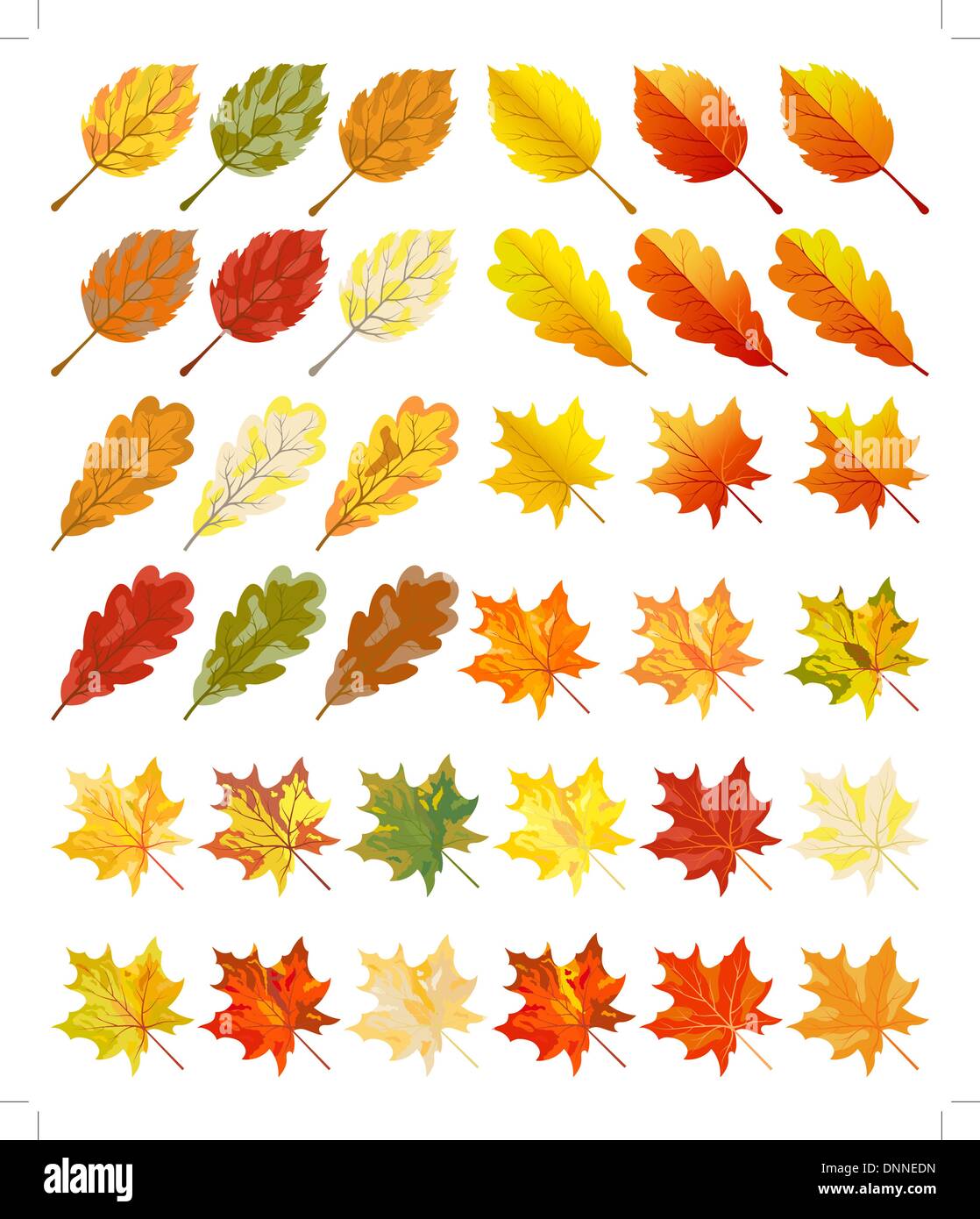 Collection Of Color Autumn Leaves Vector Illustration Stock Vector