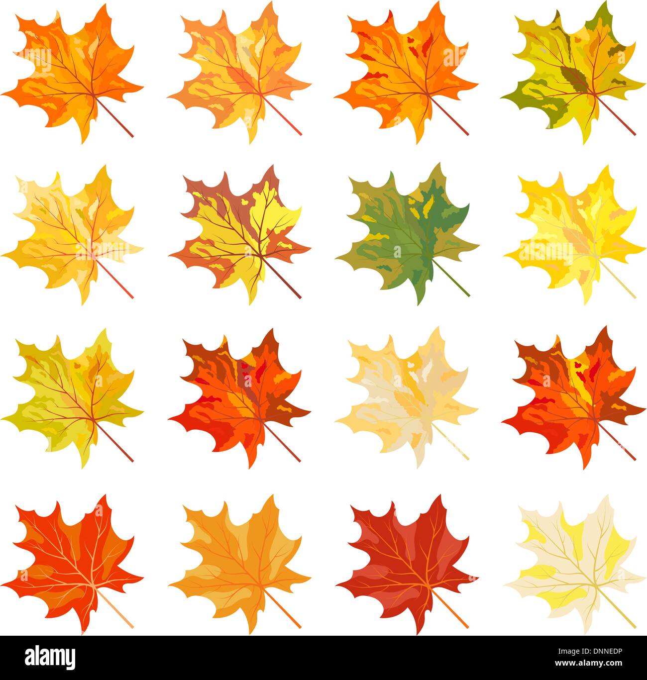 Collection of color autumn leaves. Vector illustration Stock Vector ...