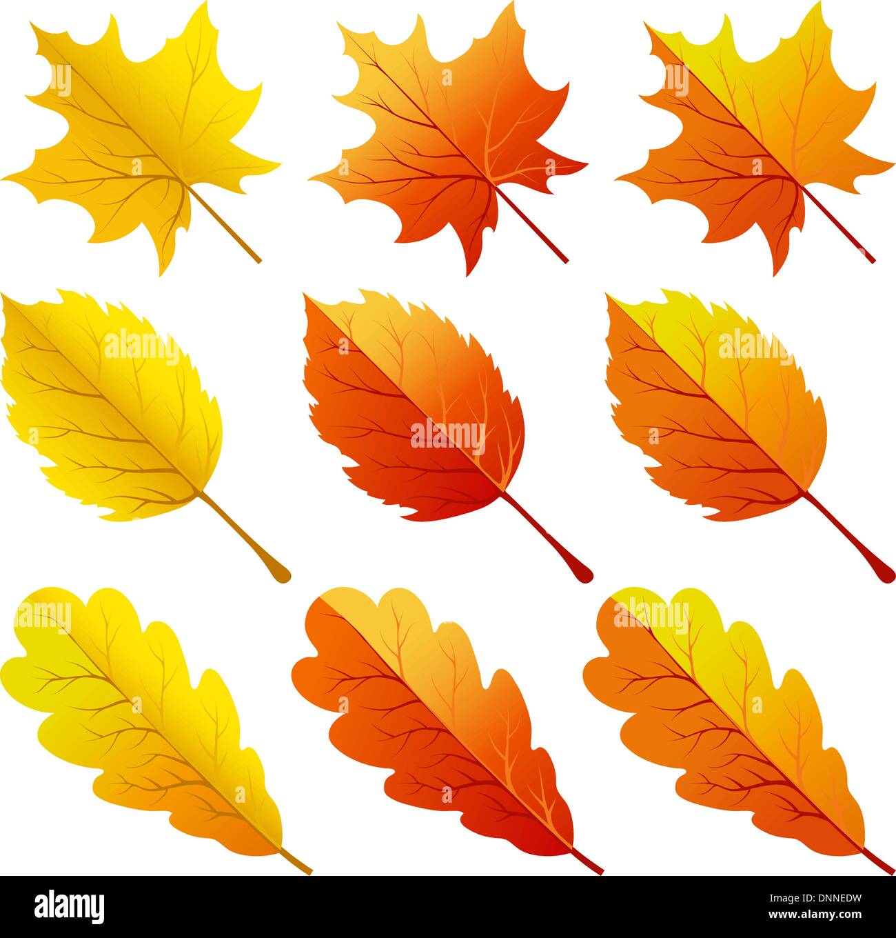 Collection of color autumn leaves. Vector illustration Stock Vector ...