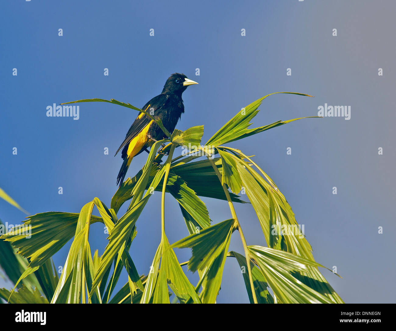 Yellow-rumped Cacique (Cacicus cela), Jardim da Amazonia Lodge, Mato ...