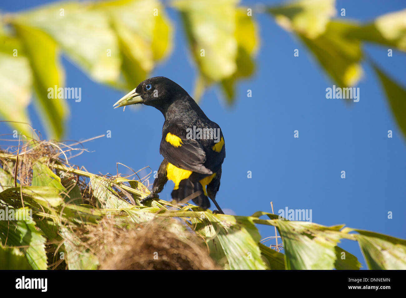 Yellow-rumped Cacique (Cacicus cela), Jardim da Amazonia Lodge, Mato ...