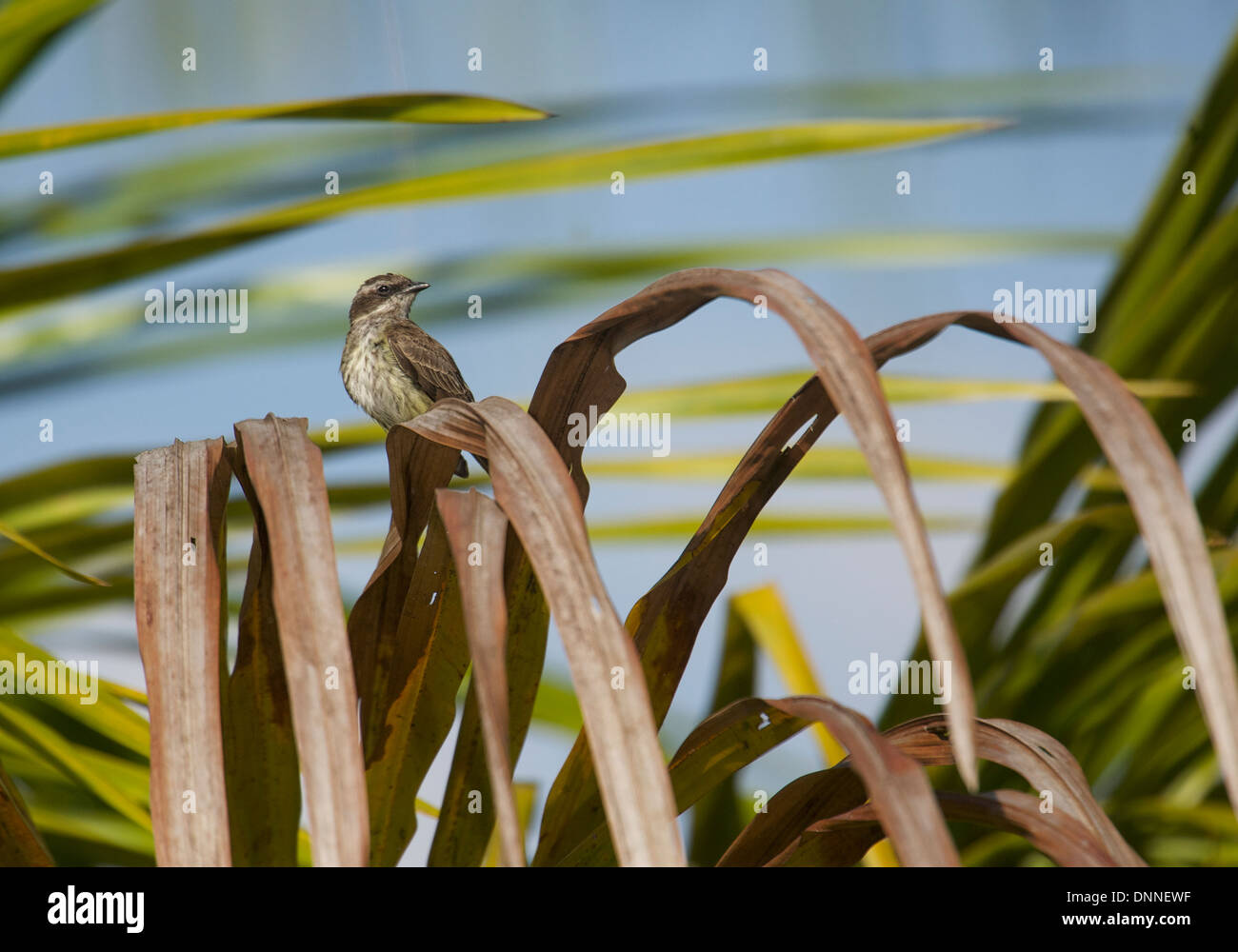 Piratic Flycatcher (Legatus leucophaius), Jardim d' Amazonia Ecolodge ...