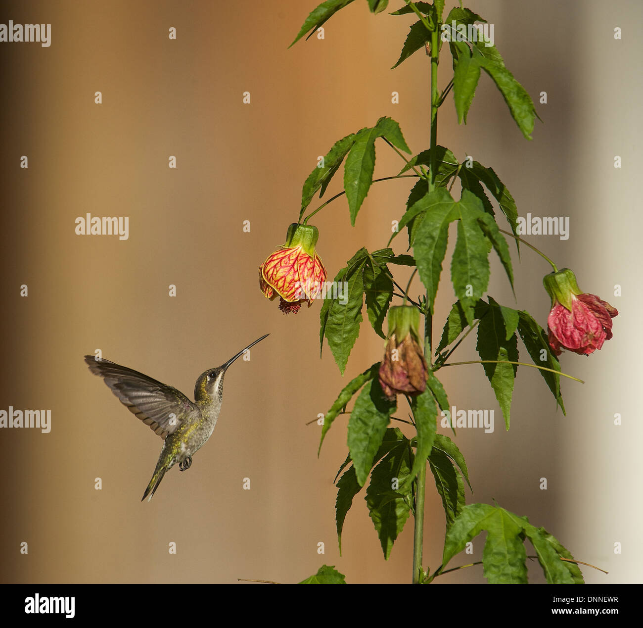 Long-billed Starthroat (Heliomaster longirostris) female, Jardim d ...