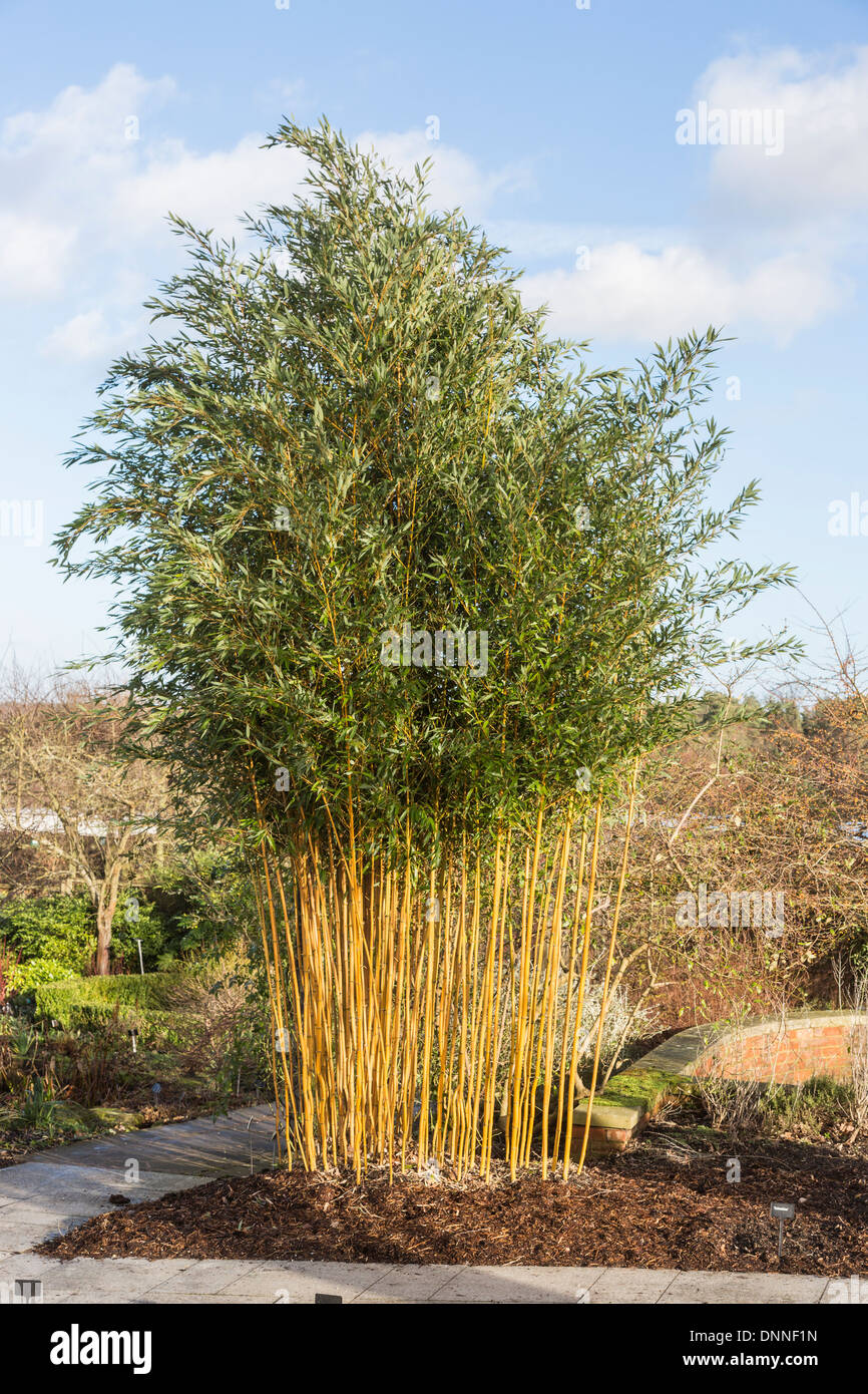 Golden groove bamboo hi-res stock photography and images - Alamy